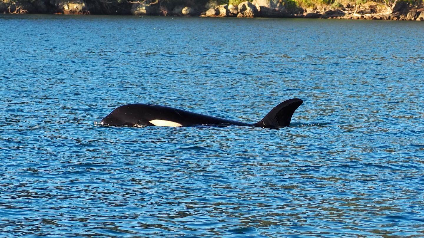 Our journey through the Hauraki Gulf, Tīkapa Moana, New Zealand • Aqua Map